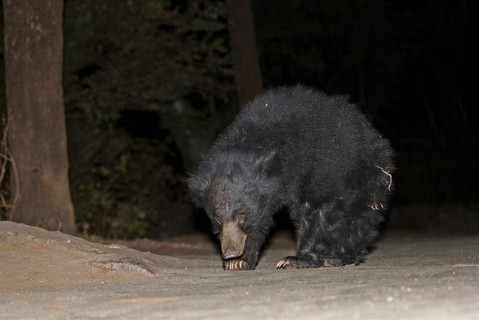Saving the Sloth Bear: The Path Towards Coexistence - The Rufford ...